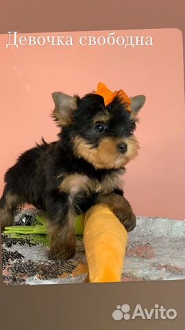 Красота неземная девочки йоркширского терьера