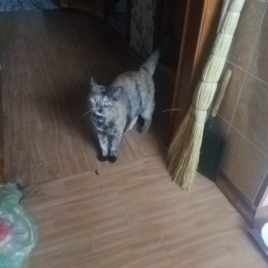 Спасите Мусю