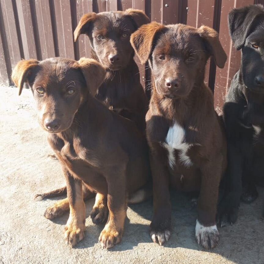 Шоколадные батончики возврат 3,5 месяца