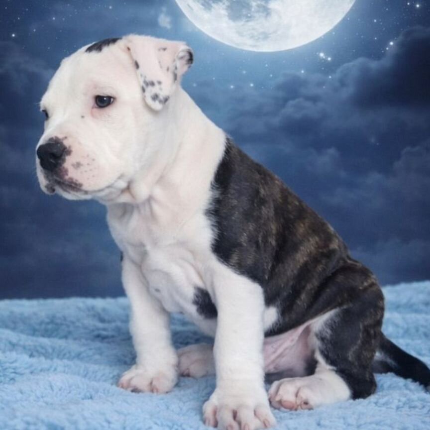 Американский стаффордширский терьер, щенок