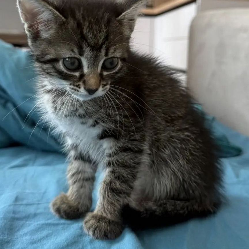 Котёнок в добрые руки
