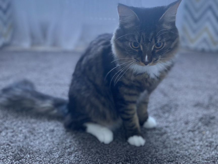 Кошки в добрые руки бесплатно