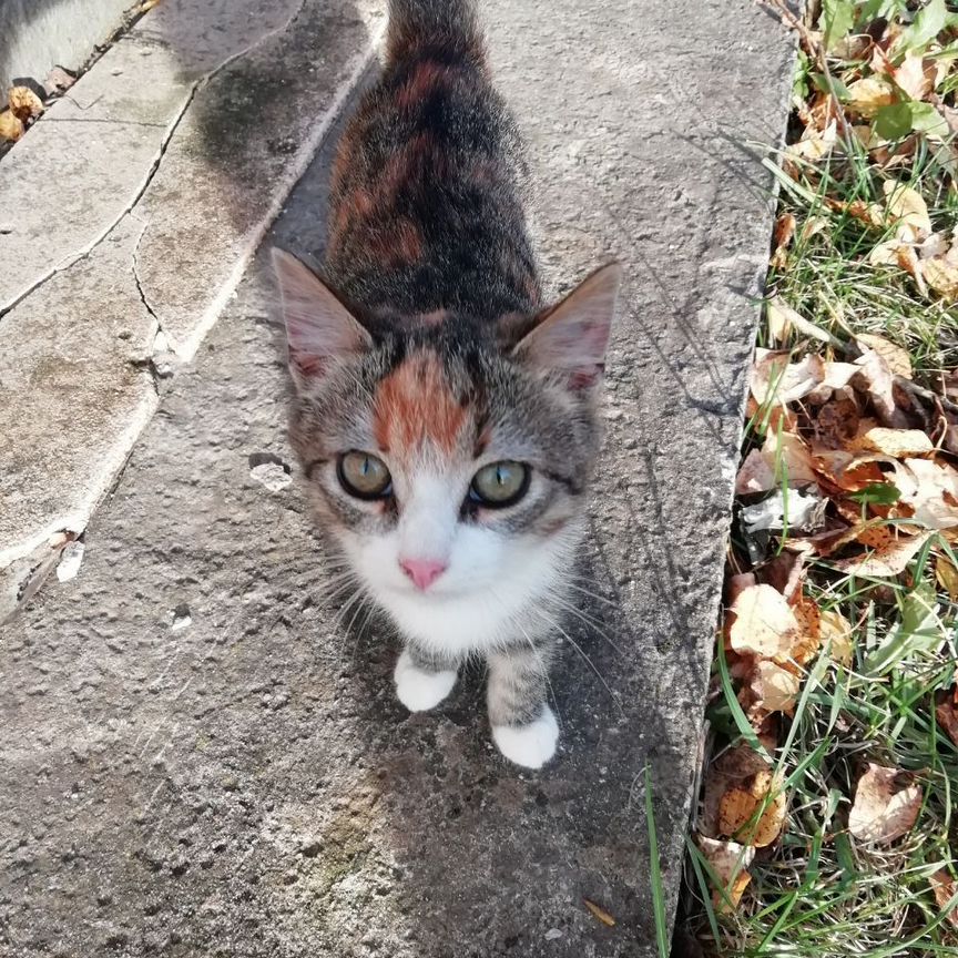 Котёнок в поисках дома и семьи