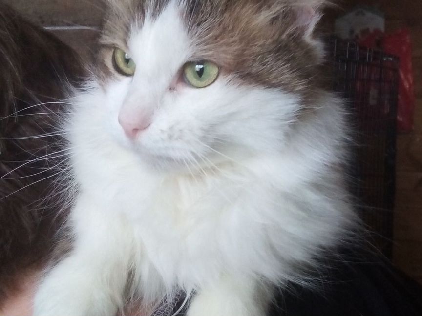 Кошки