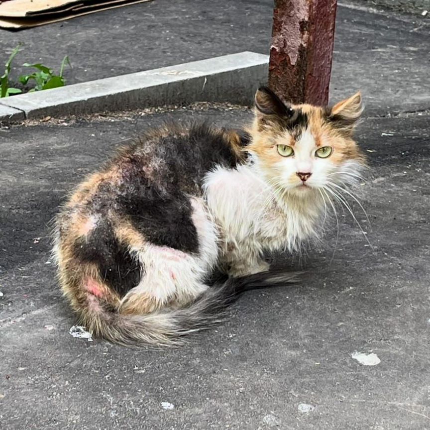 Кошке Есении нужен дом