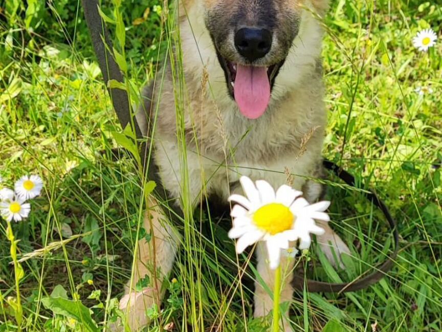 В добрые ручки