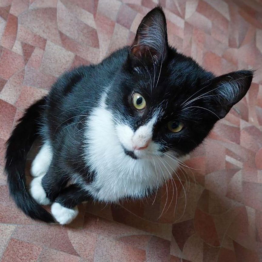 Котёнок в добрые руки