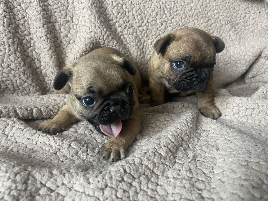 Щенки французкого бульдога