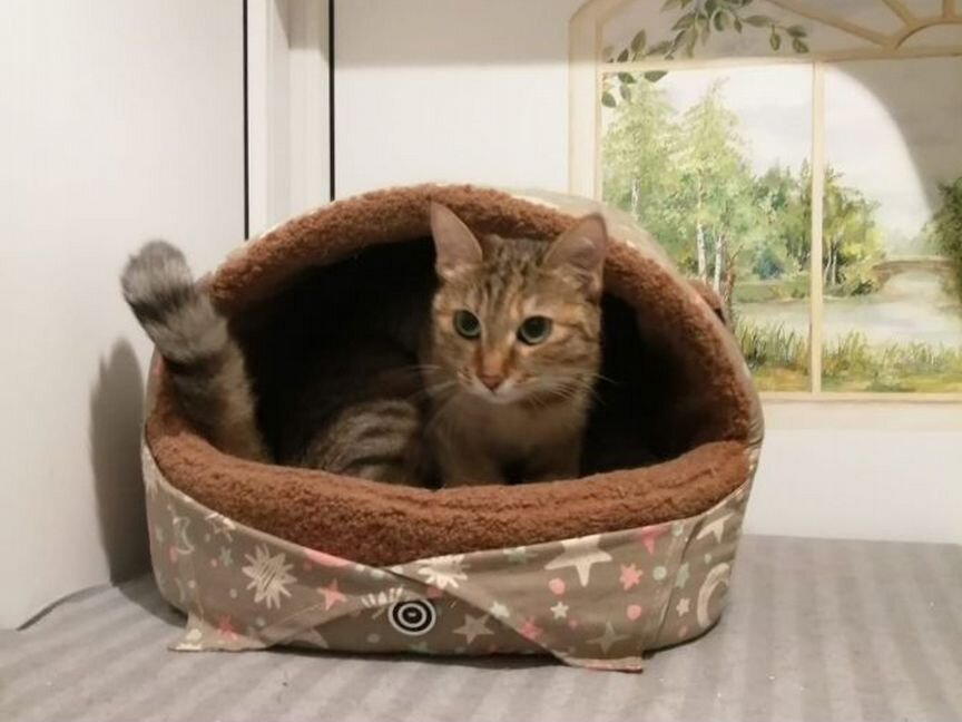 Ребята котята ищут дом