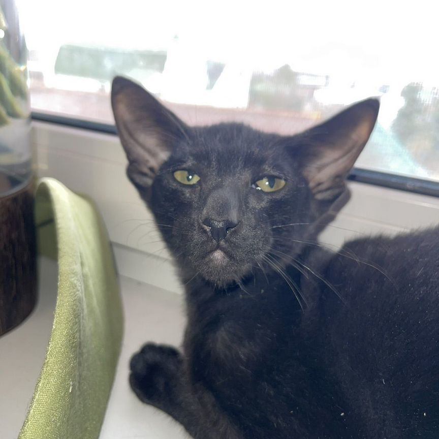 Ориентальный котик