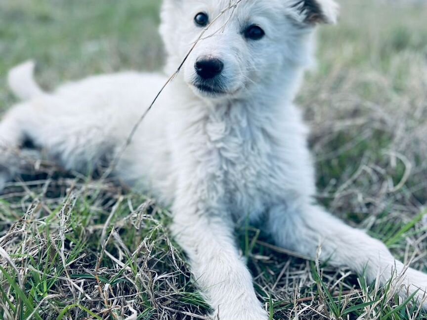 Снежинка в добрые руки