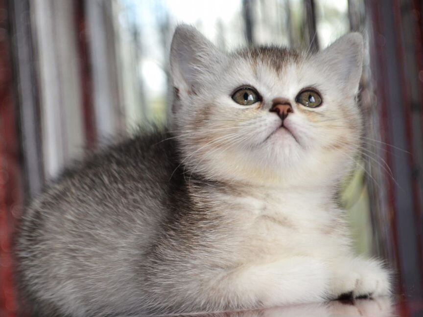 Шотландские красавцы