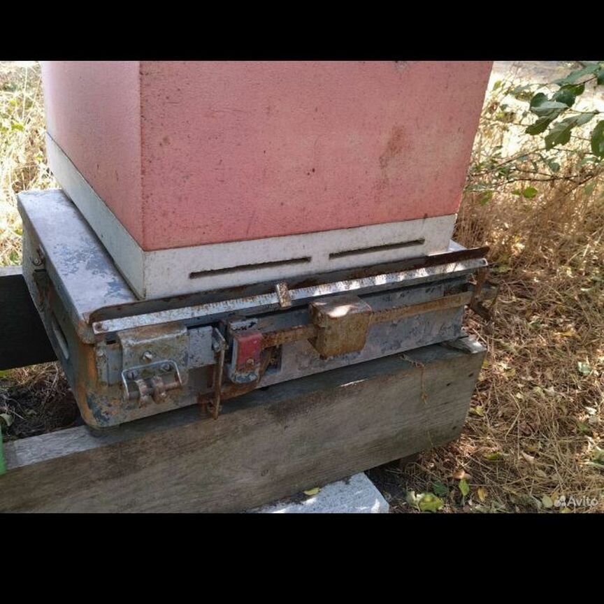 Пчеловодство