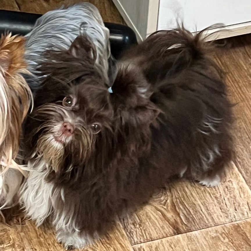 Йоркширский терьер, щенок