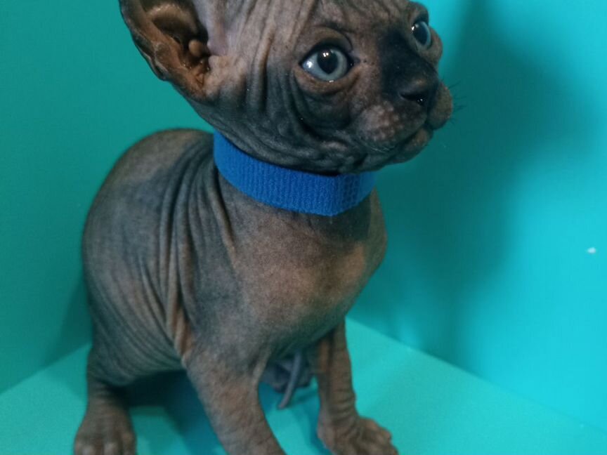 Канадский сфинкс эльф