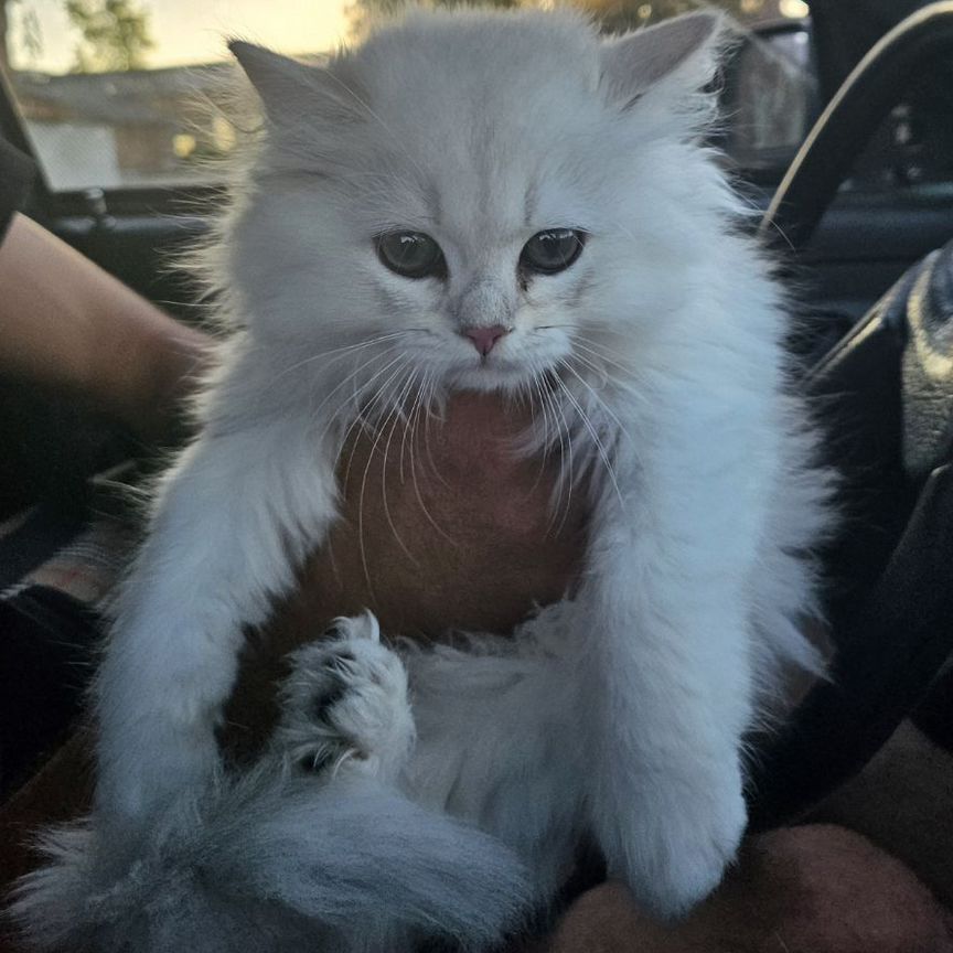 Британские котята