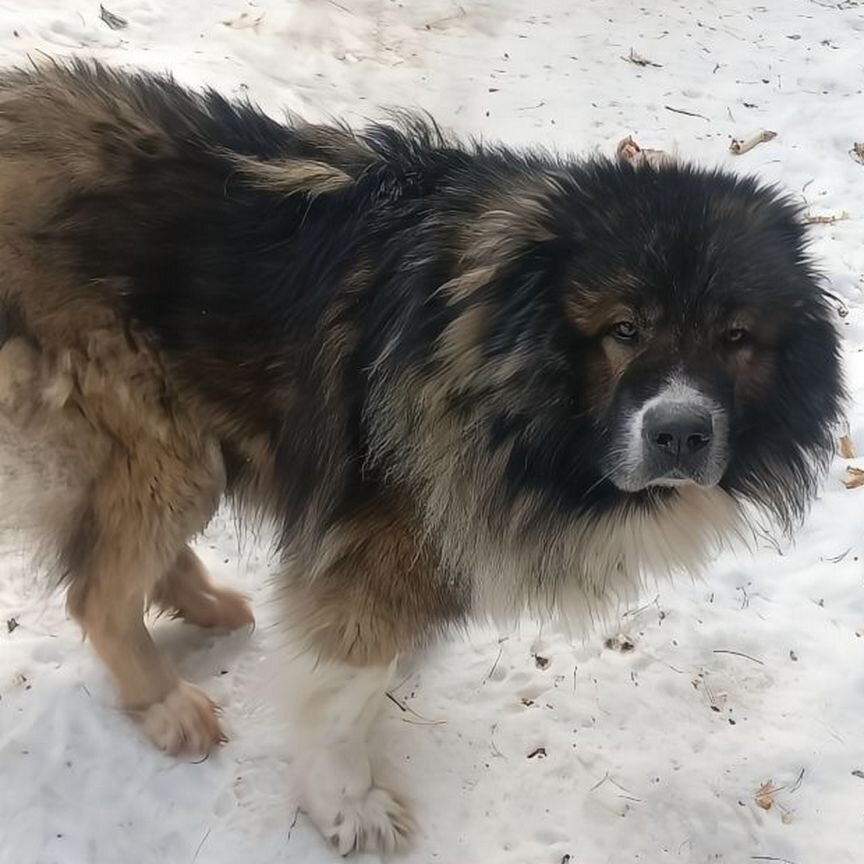 Кавказская овчарка, взрослый пёс