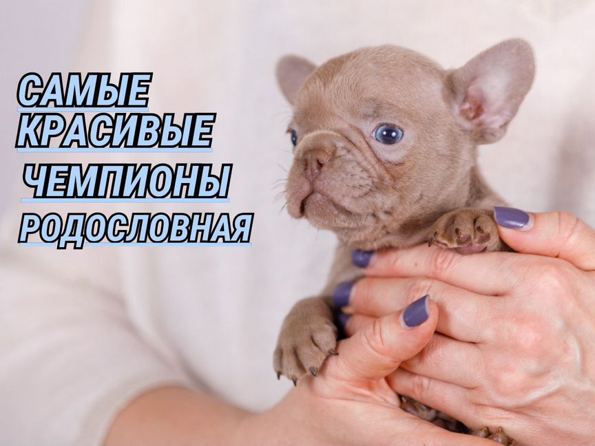 Французский бульдог изабелла