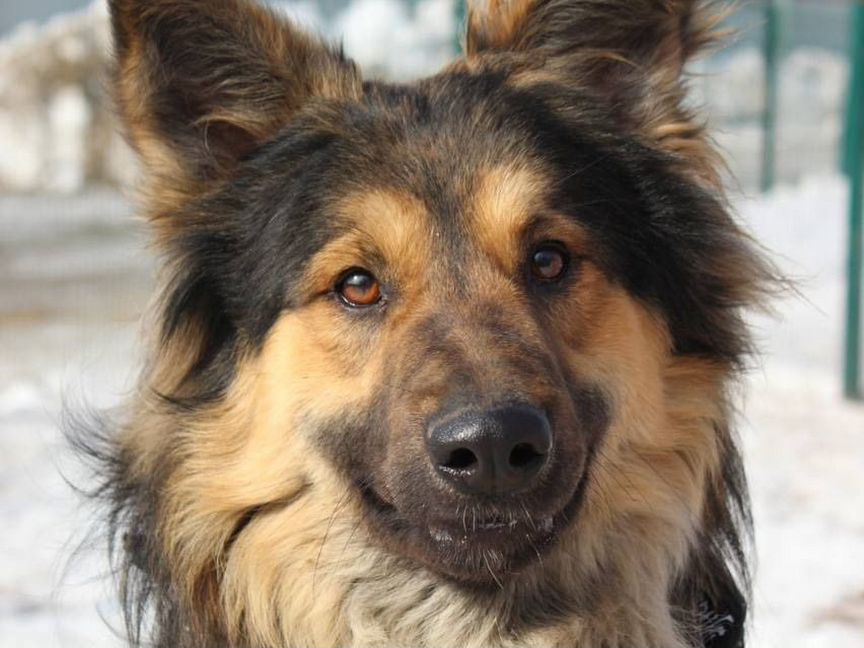 Красивый пёс из приюта в добрые руки