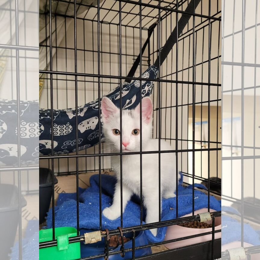 Котёнок в добрые руки