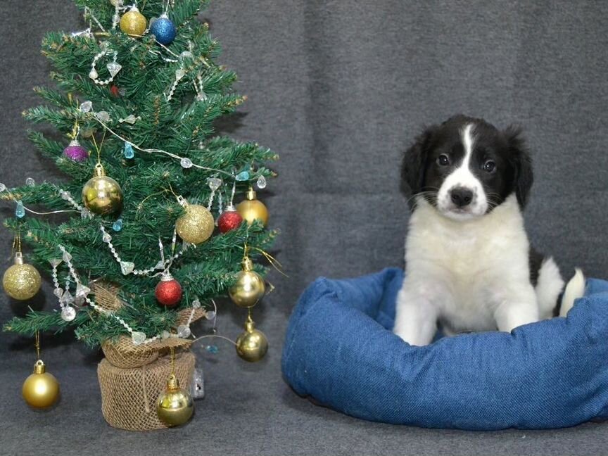 Щенок-девочка ищет хозяина. В хорошие руки