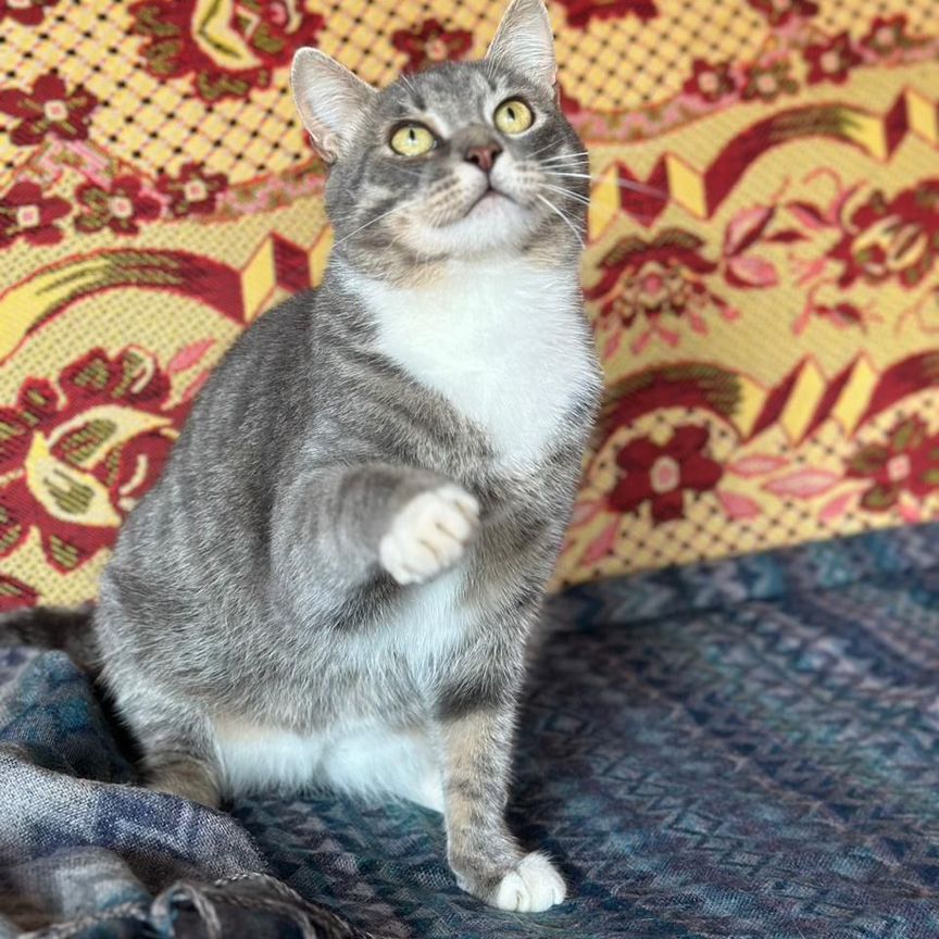Молодой котик ищет дом