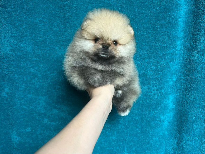 Мимимишки