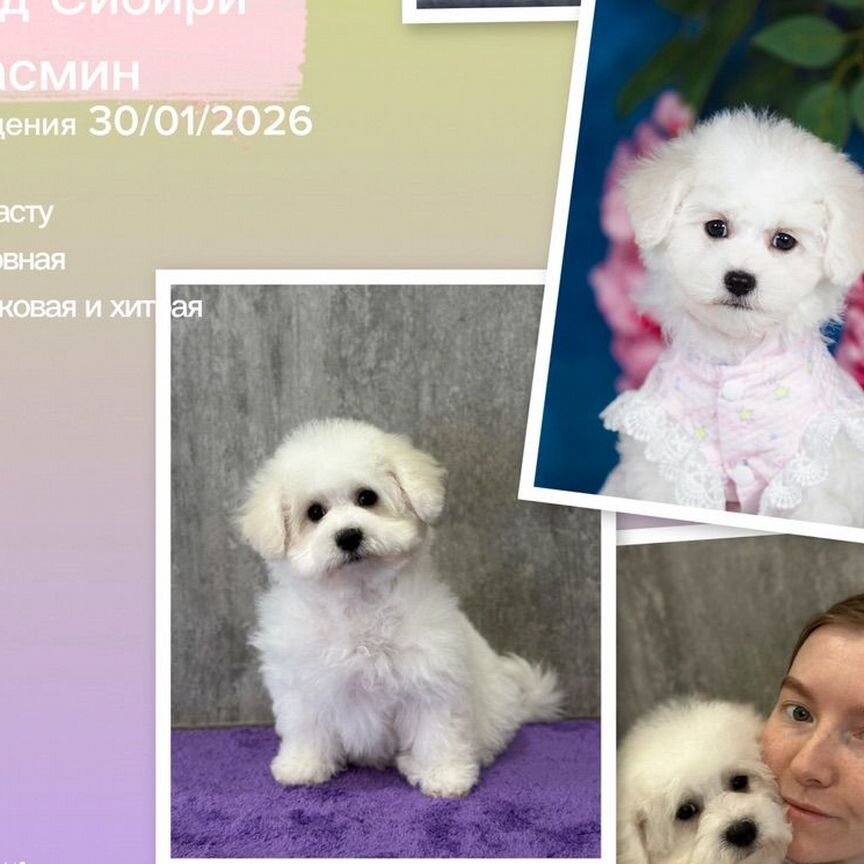 Бишон фризе, щенок