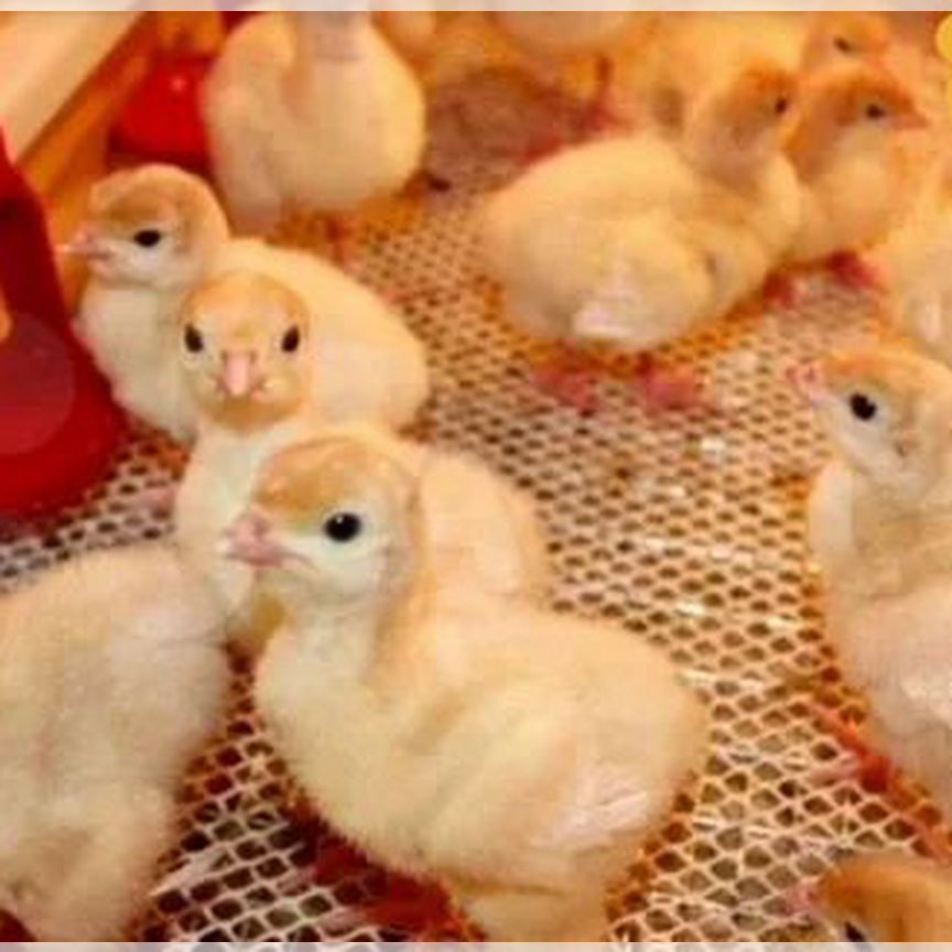 Индюшата хайбрид конвертер