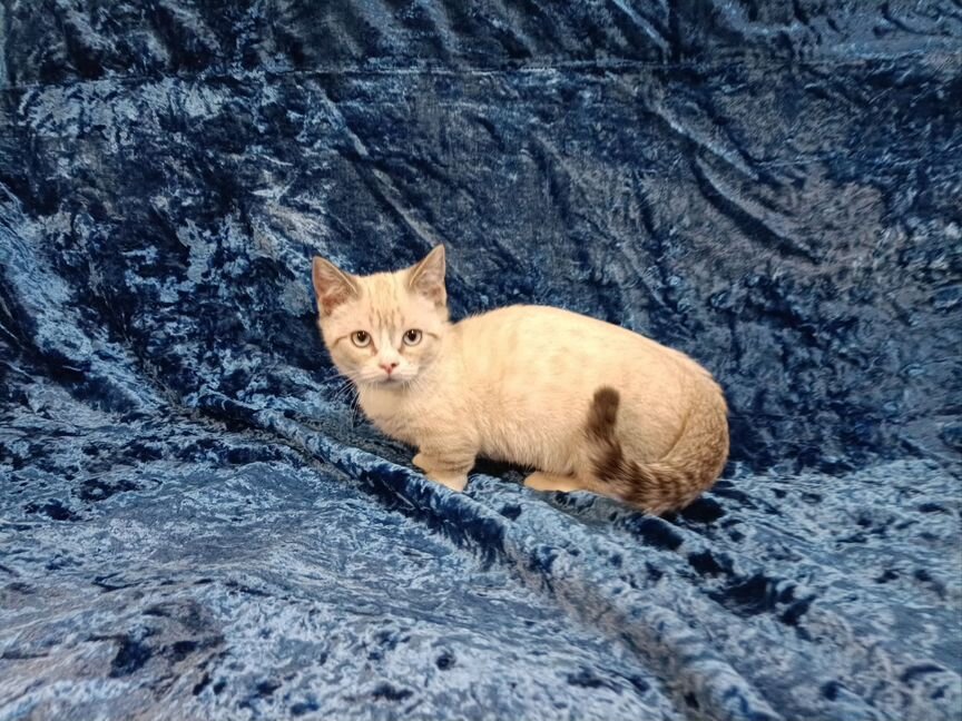 Котята манчкин