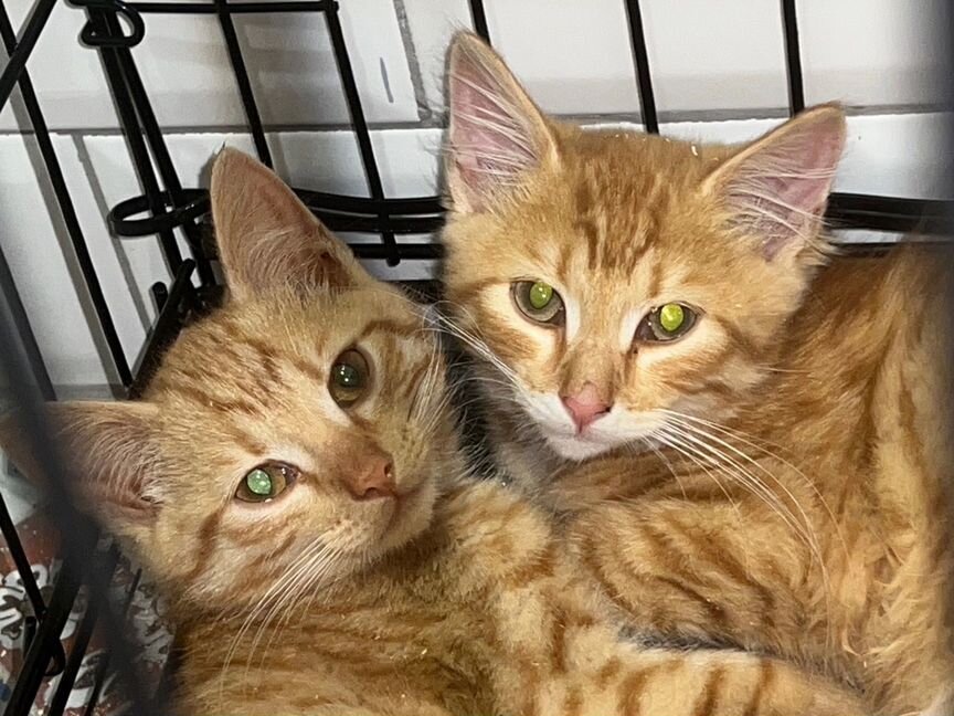 Два рыжика в одну семью