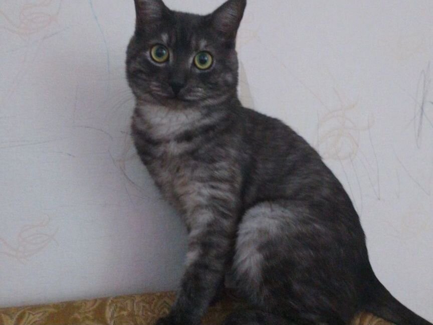 Кот в добрые руки