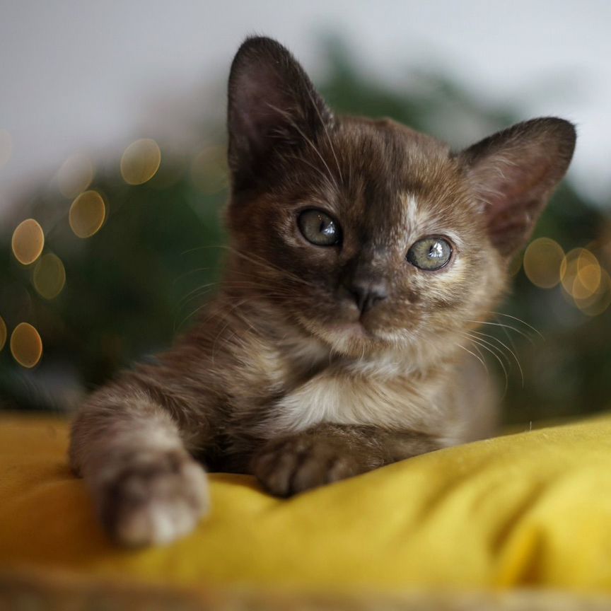 Бурманская малышка