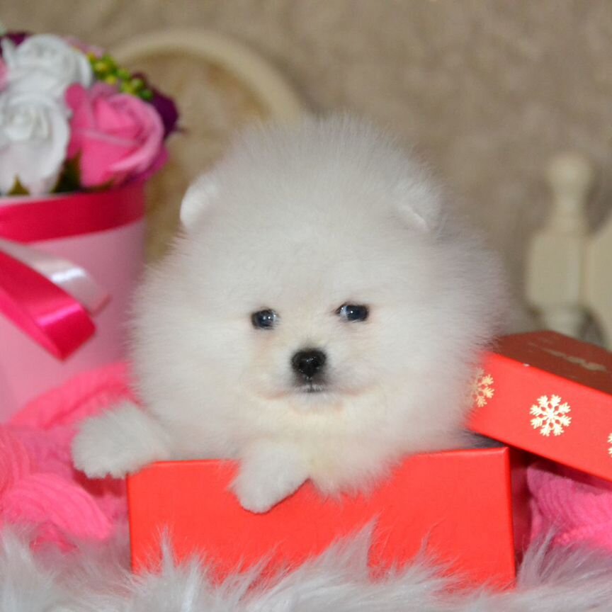 Померанский шпиц