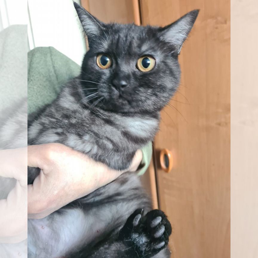 Пристраивается кошечка