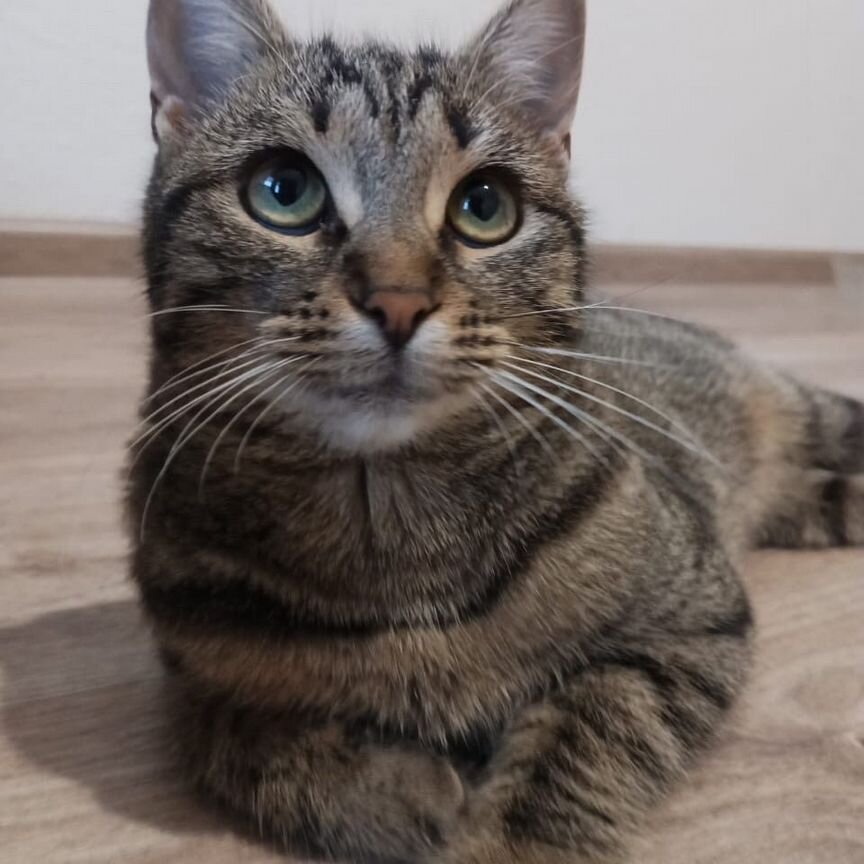 Молодая кошечка