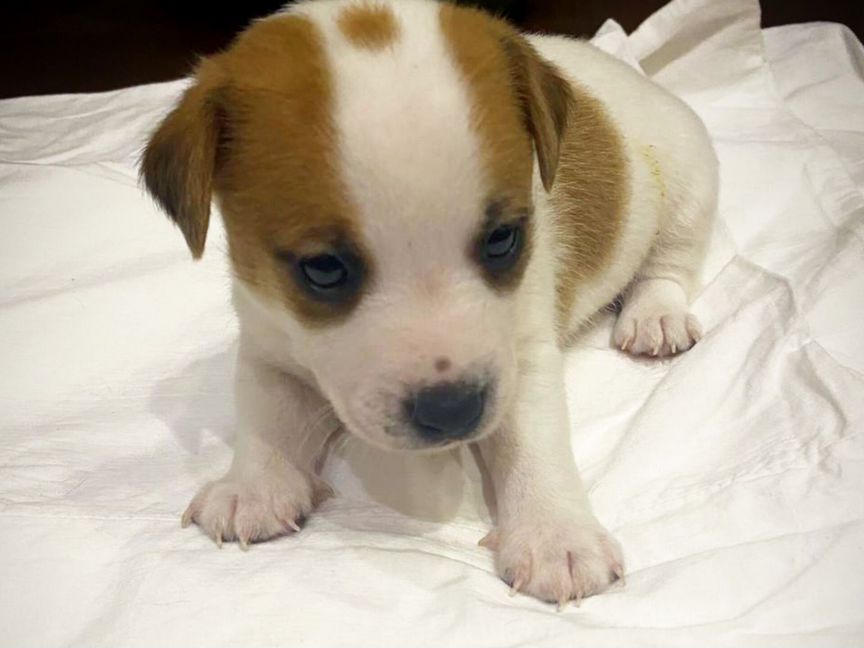 Джек Рассел терьер щенки