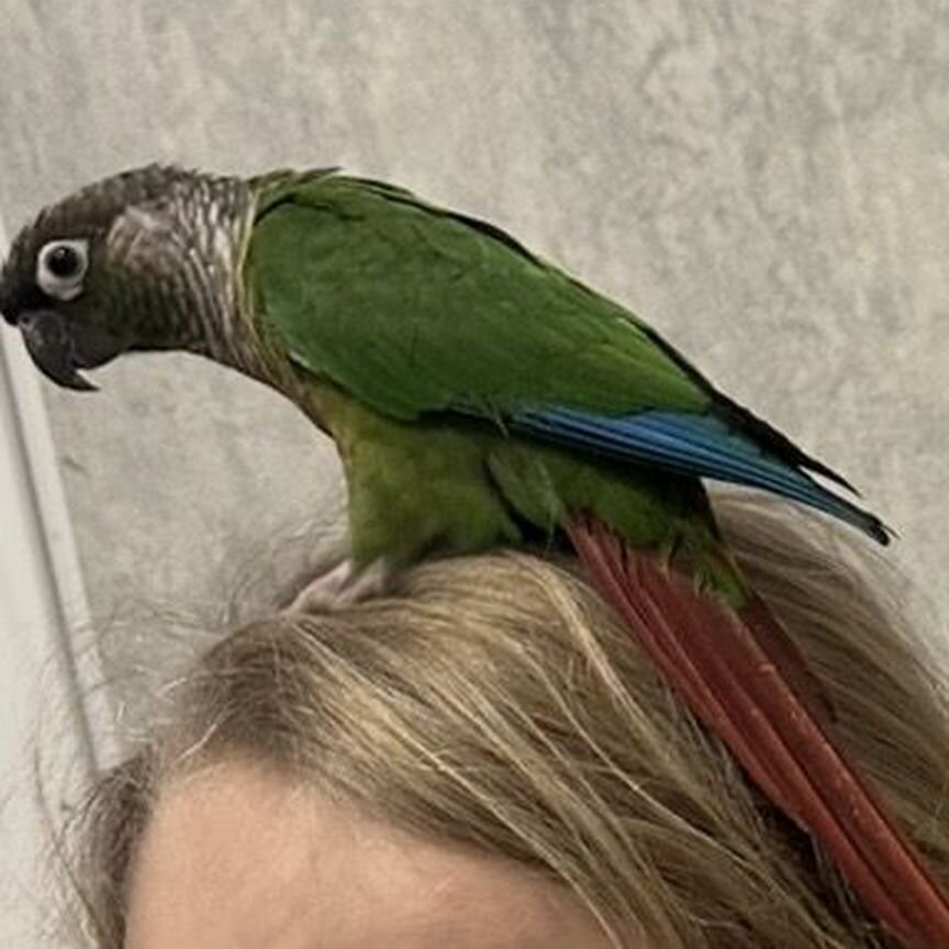 Попугай пиррура