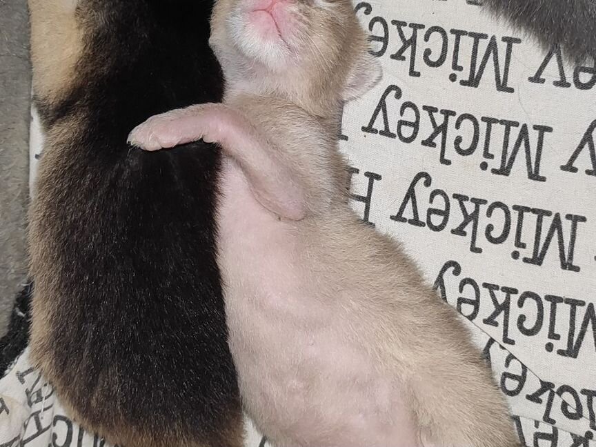 Абиссинские котята