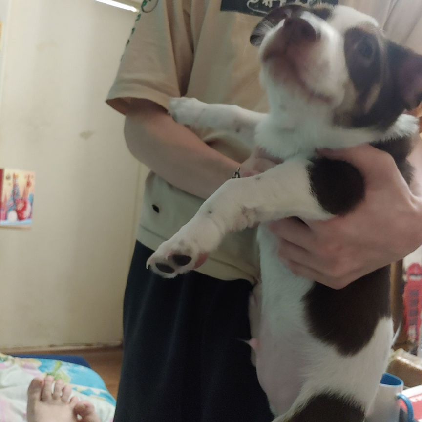 Джек-рассел-терьер, щенок