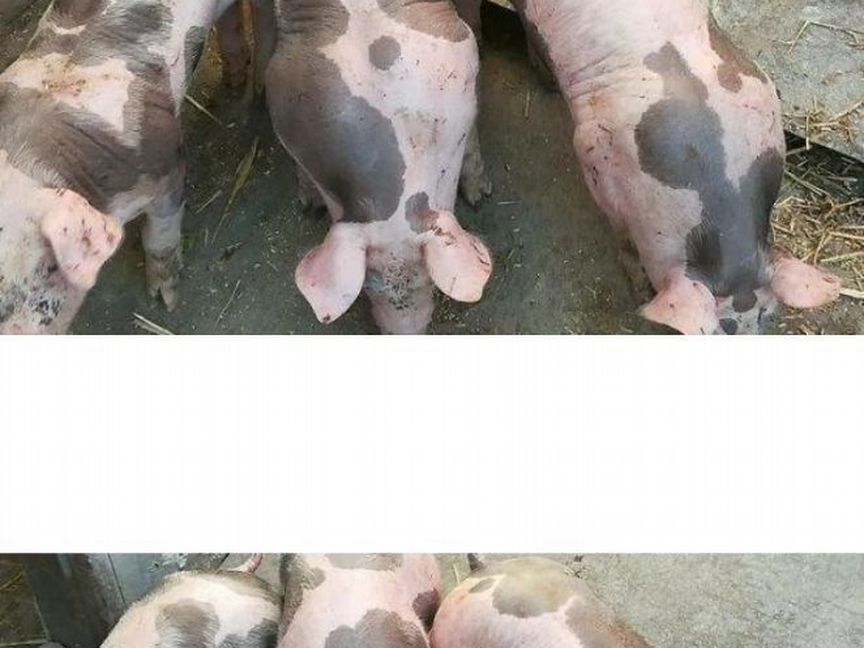 Семя хряка для лпх