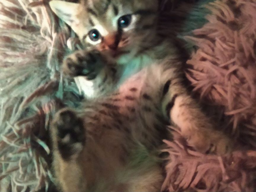 Котята