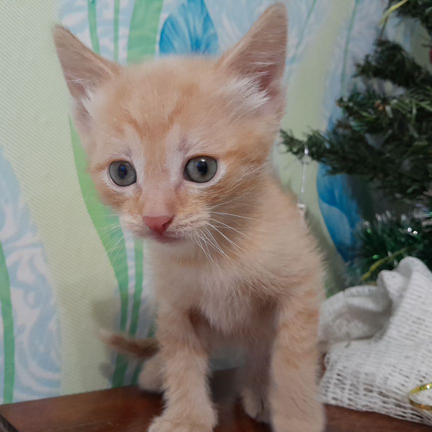 Солнечный котик (котёнок)