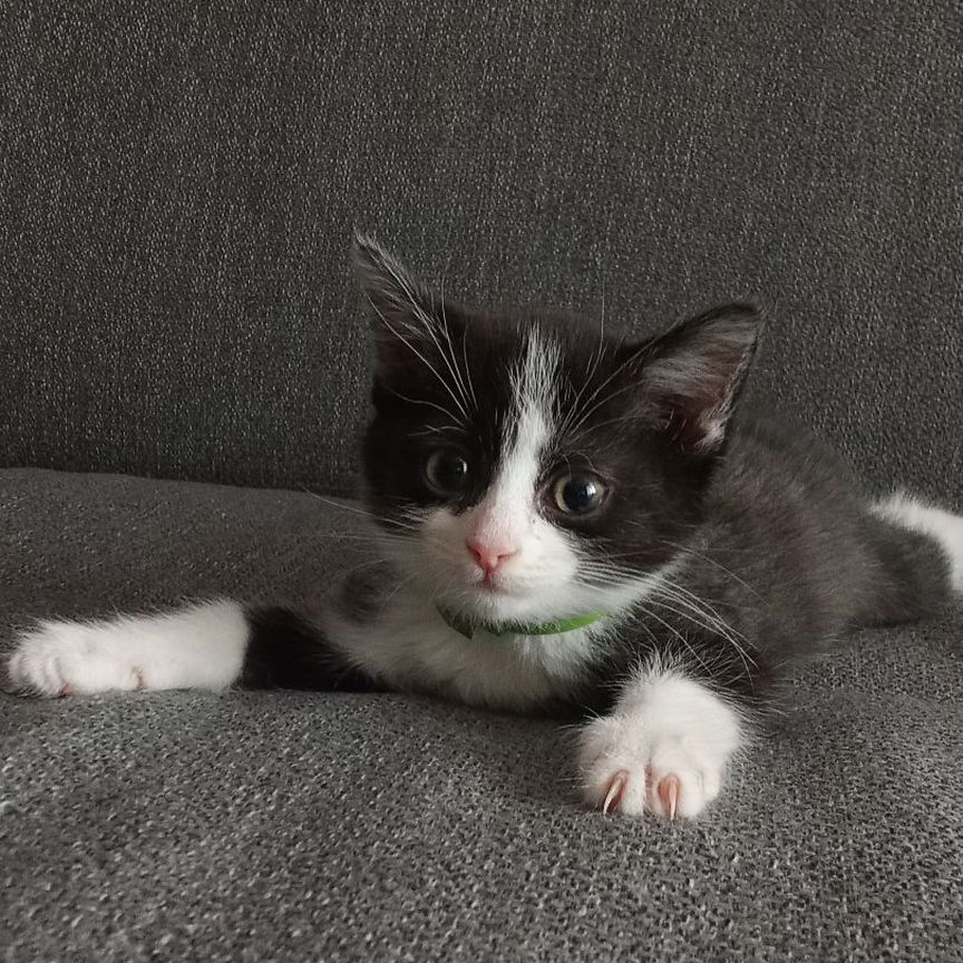 Кошечка в добрые руки