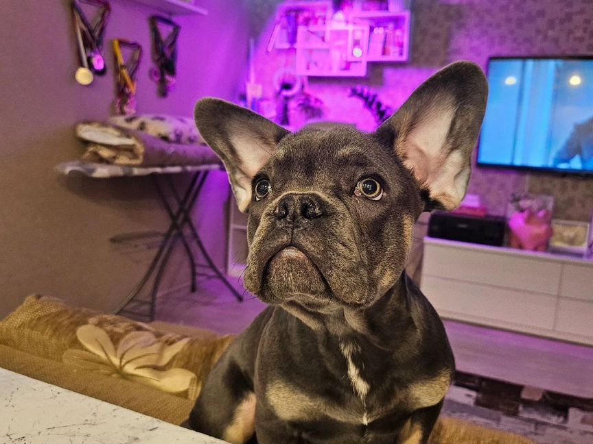 Французский бульдог Миша