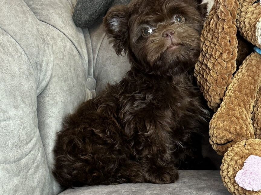 Шоколадный тедди мальтипу