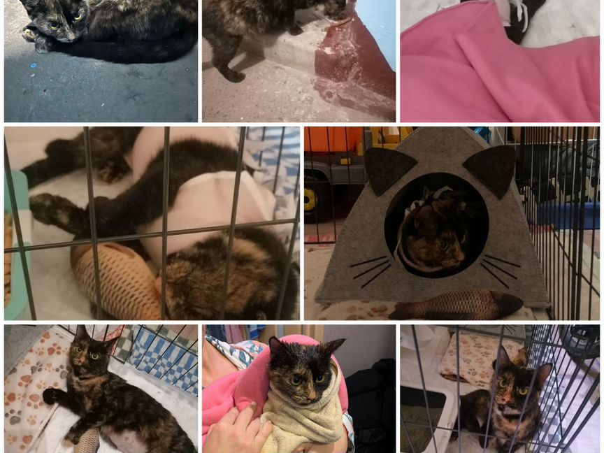 Отдаю в добрые руки