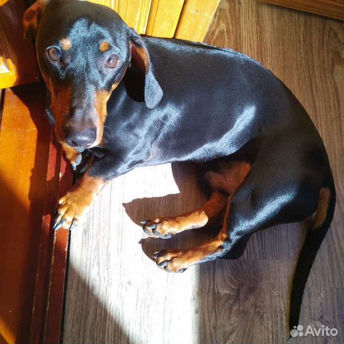 Собаки бесплатно такса