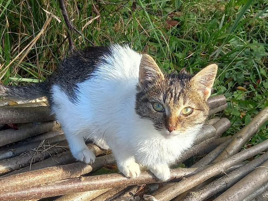 Спасём котенка вместе