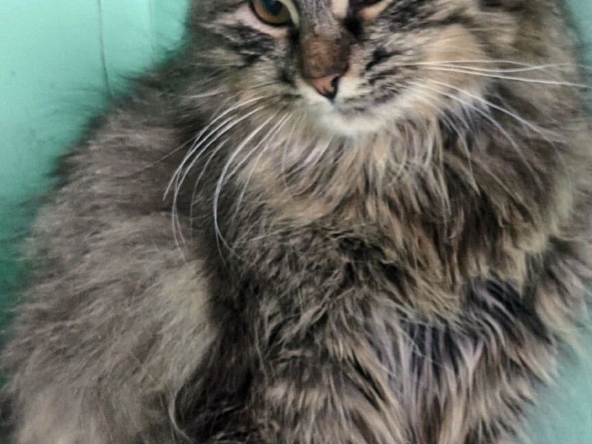 Кошечки